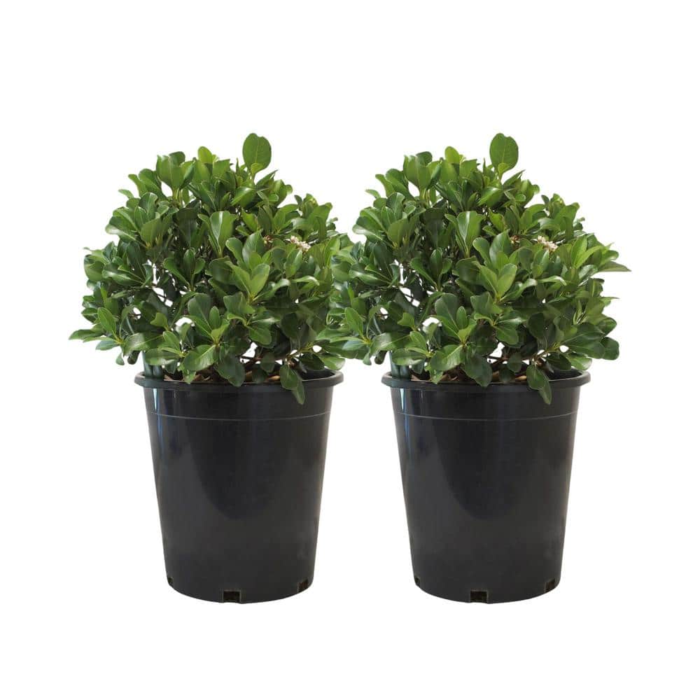 Alder & Oak #5 Container Clara Indian Hawthorn Shrub Plants (2-Pack ...