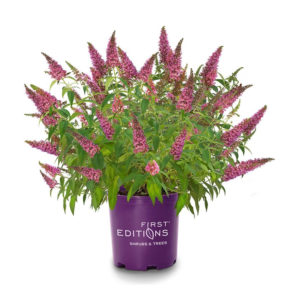 FIRST EDITIONS 2 gal. Trippy Pink Buddleia Shrub with Hot Pink Blooms ...