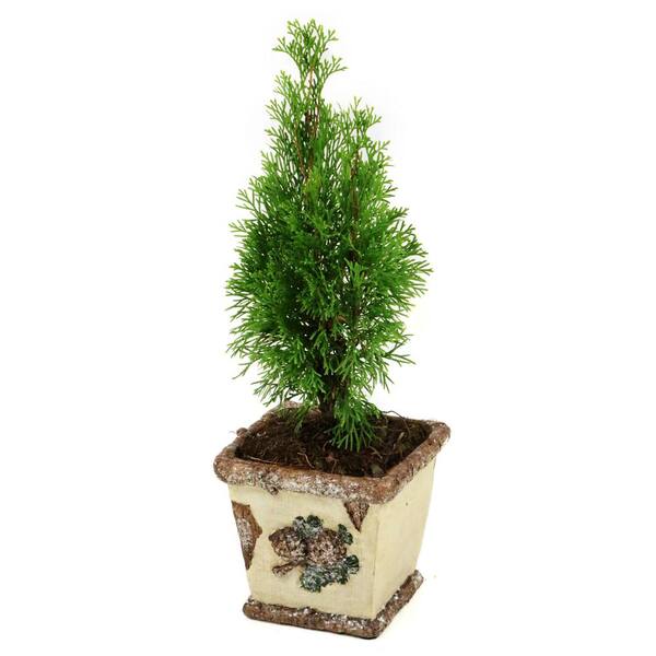 national PLANT NETWORK 2.5 Qt. Live Table Top Christmas Tree Emerald ...