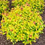 Spring Hill Nurseries 4 in. Pot, Magic Carpet Spirea, Live Potted ...