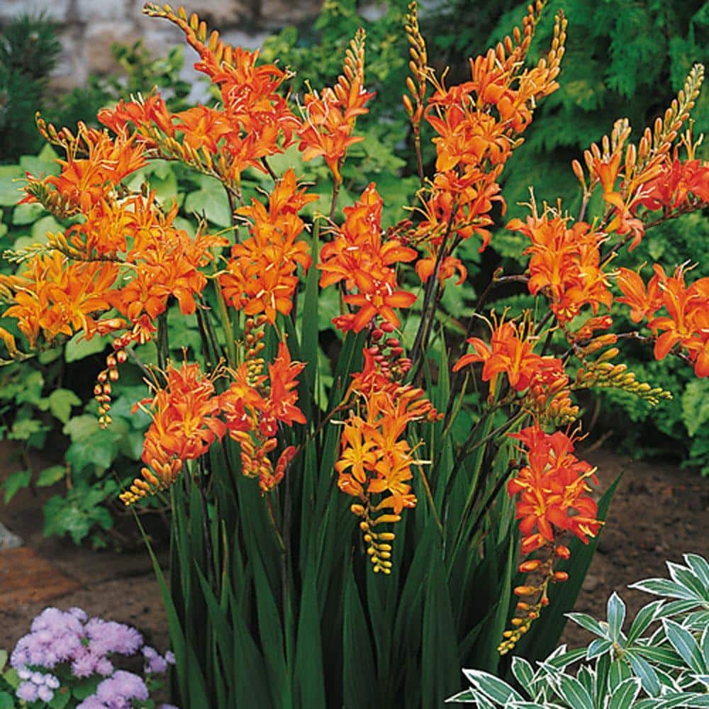 Van Bourgondien Crocosmia Masoniorum Summer Flowering Dormant Bulb ...