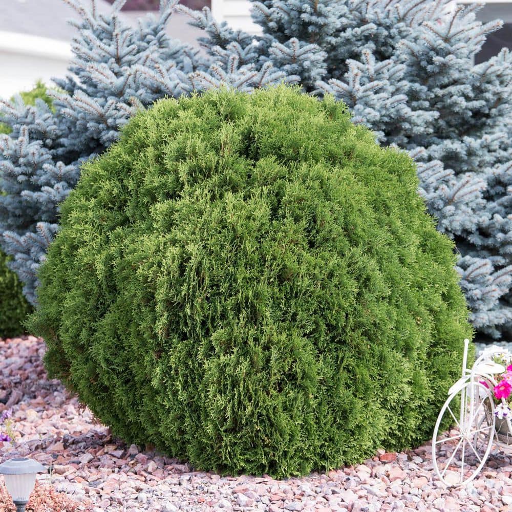 DIRECT GARDENING 3 Gal. Pot, Tom Thumb Arborvitae (Thuja), Evergreen ...