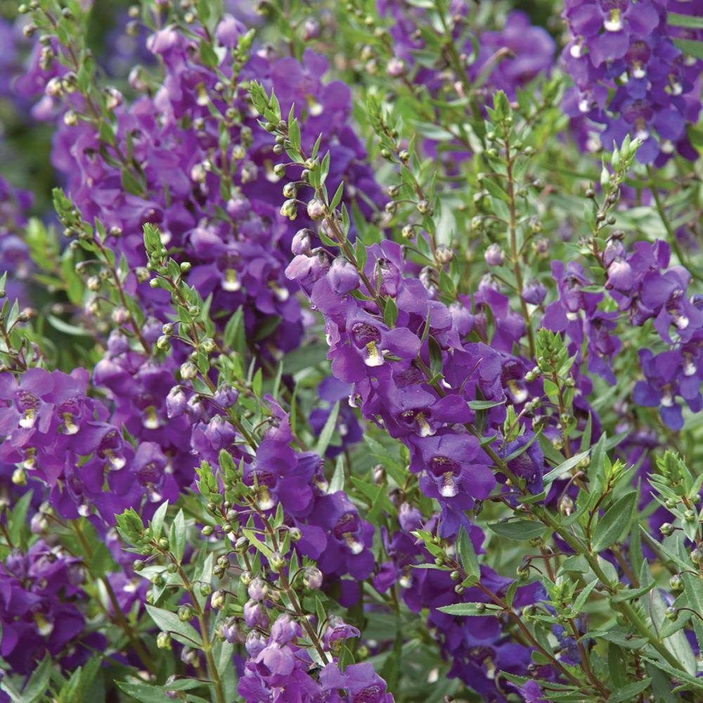 Vigoro 2 QT Angelonia 'Alonia Dark Lavender' Purple Annual Plant ...