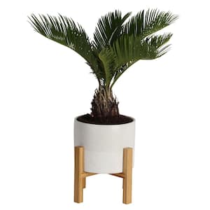 Vigoro Sago Palm Indoor Plant in 6 in. White Decor Planter, Average ...