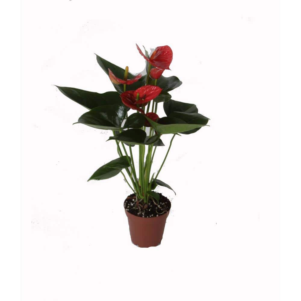 BELL NURSERY Anthurium Plant in 4 in. Deco Pot 176051 - The Home Depot