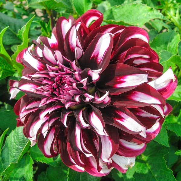 Breck's Tartan Dinner Plate Dahlia Dormant Flowering Bare Root Bulbs (5 ...