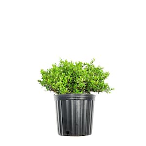 2.5 qt. Sky Pencil Japanese Holly (Ilex) Evergreen Live Plant Narrow ...