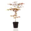 Online Orchards 1 Gal. Bloodgood Japanese Maple Tree - Dark Red Leaves ...
