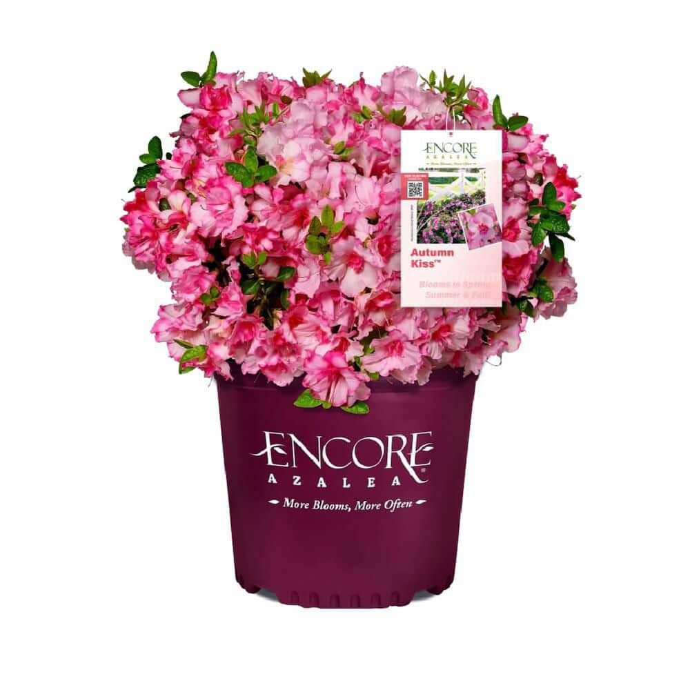ENCORE AZALEA 1 Gal. Autumn Kiss Azalea Shrub with Reblooming Two-Tone ...