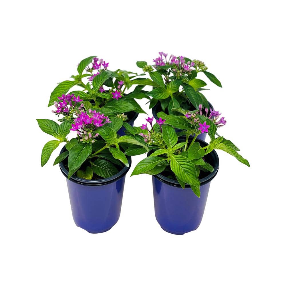 Pure Beauty Farms 1.38 Pt. Penta Plant Lavender Flowers in 4.5 In ...
