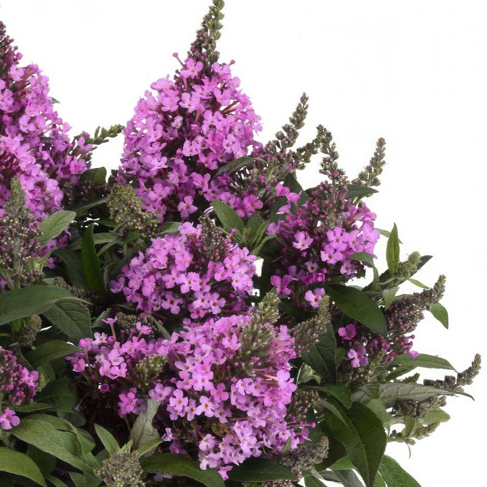 national PLANT NETWORK 3.25 in. Buddleia Chrysalis Dwarf Butterfly Pink ...