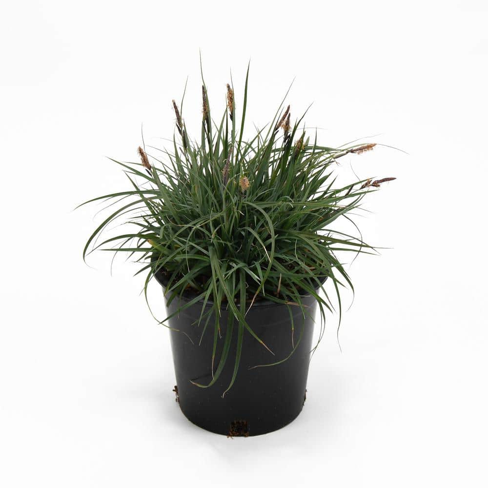 EVERDE GROWERS 2.5 qt. Blue Sedge Carex Glauca Plant - Perennial Grass ...