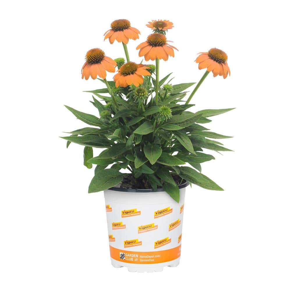 Metrolina Greenhouses 2.5-qt. Vigoro Artisan Soft Orange Cone Flower ...