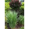 BELL NURSERY 1 Gal. Prairie Dog Switch Grass (Panicum virgatum) Live ...