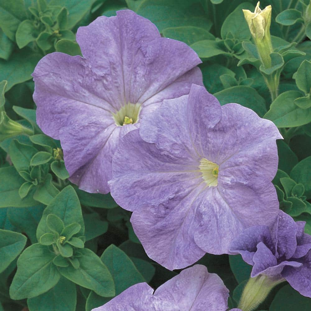 EASY WAVE 1.25 qt. Sky Blue Easy Wave Petunia Annual Plant with Soft ...
