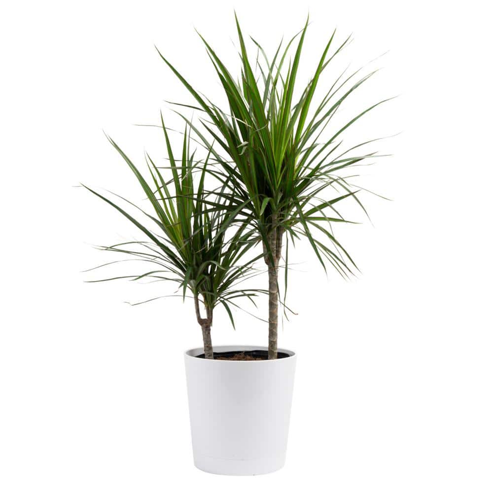 Reviews for Costa Farms Marginata Indoor Plant in 10 in. White Décor ...