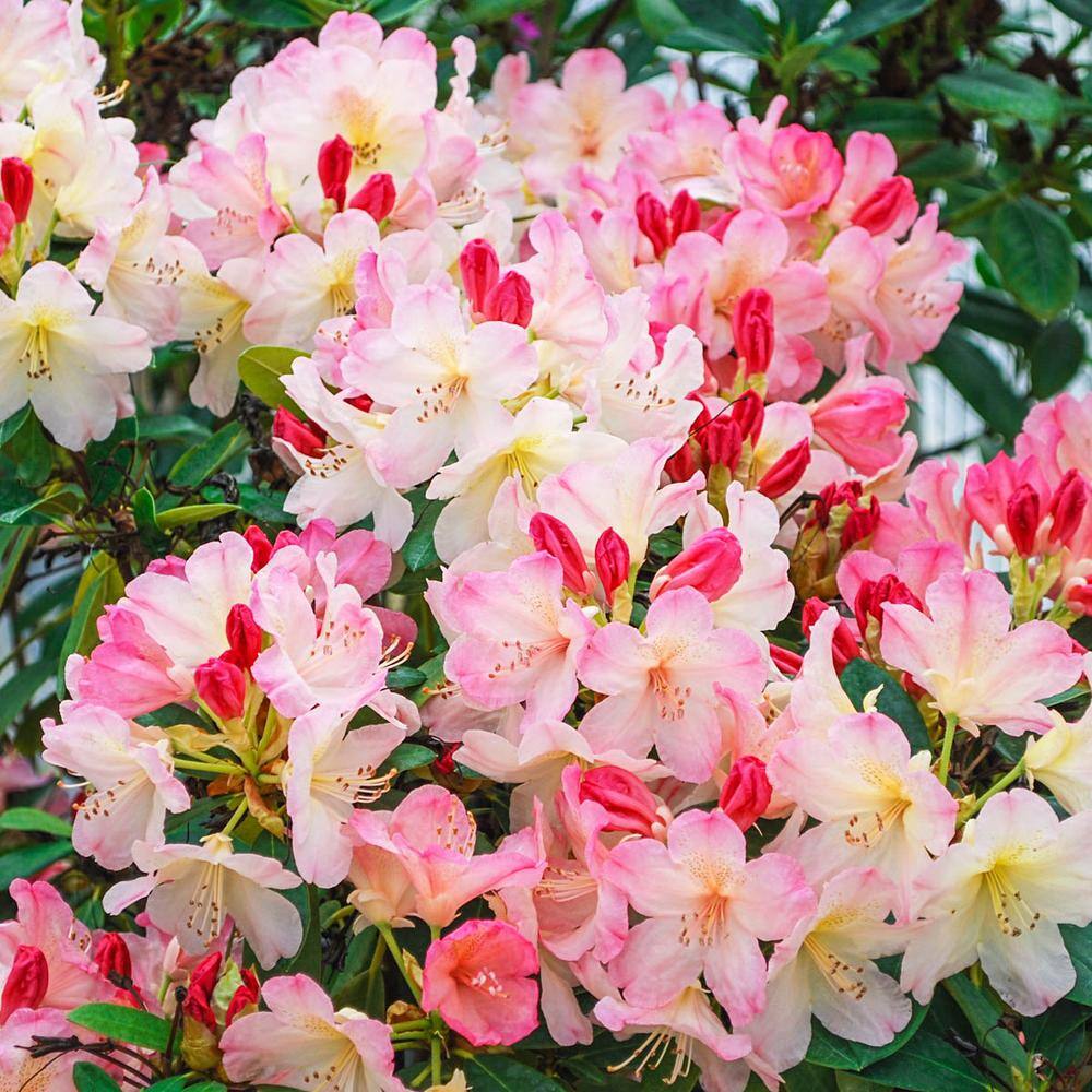 Spring Hill Nurseries 4 in. Pot Percy Wiseman Rhododendron Live Potted ...