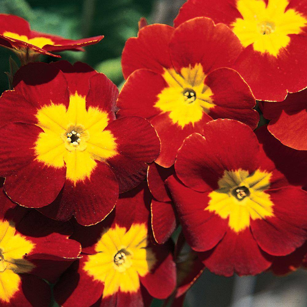 4 in. Acaulis Red Primrose Plant 89176 - The Home Depot