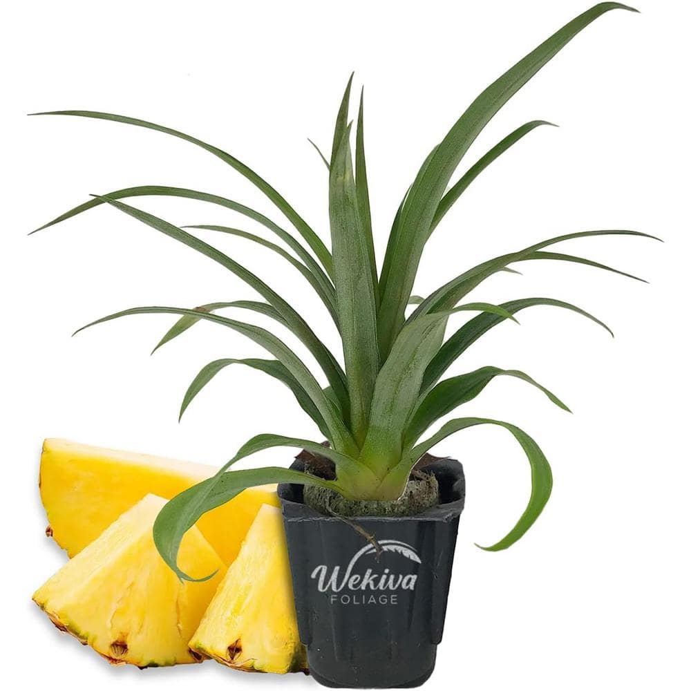 Wekiva Foliage Mi Amigo Ornamental Pineapple Plant-Live Starter Plant ...