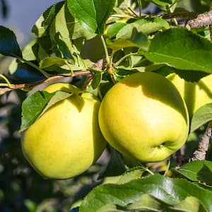 Golden Delicious Apple Tree APPGOL05G - The Home Depot