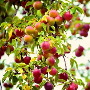 5 Gal. Au Roadside Plum Tree PLUARD05G - The Home Depot
