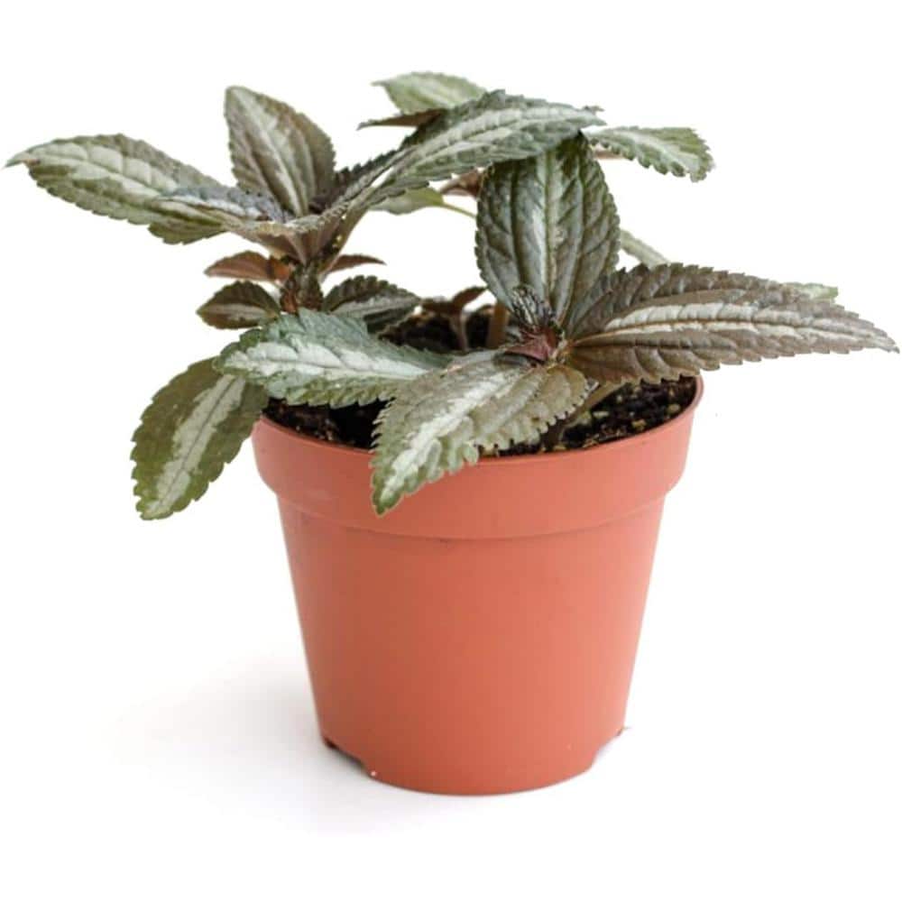 Wekiva Foliage Silver Tree Friendship Plant-Live Plant in a 3 Inch ...