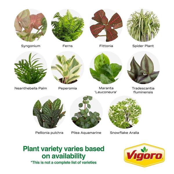10 Types Of Plants
