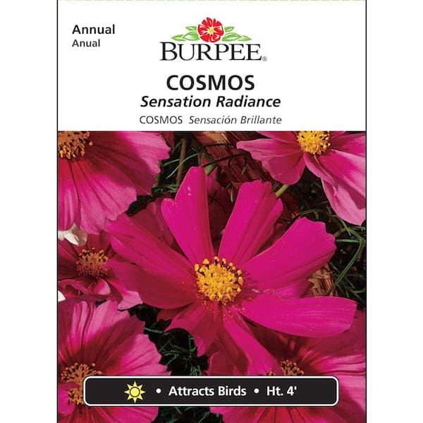 Burpee Cosmos Sensation Radiance Seed 40719 - The Home Depot
