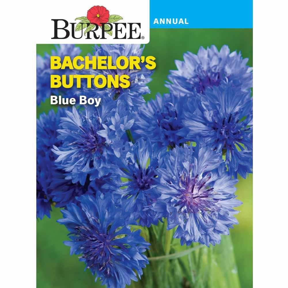 Burpee Bachelor's Buttons Blue Boy Flower Seed 40745 - The Home Depot