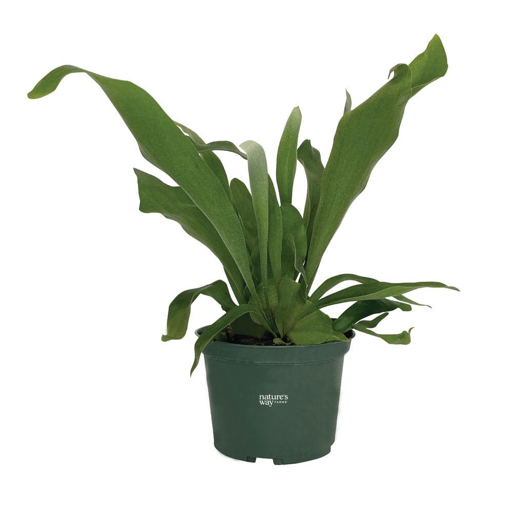 NATURE'S WAY FARMS Fern Staghorn Live Indoor Plant in Growers Pot Avg ...