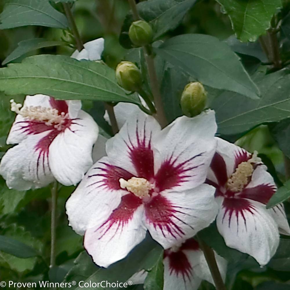 PROVEN WINNERS 3 Gal. Lil Kim Rose of Sharon Flowering Shrub with White Flowers HIBIS3SLK1PK ...