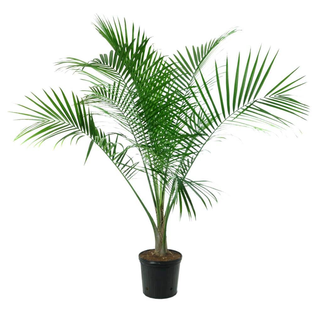 Costa Farms 12 in. Majesty Palm Ravenea Plant MP12 - The Home Depot
