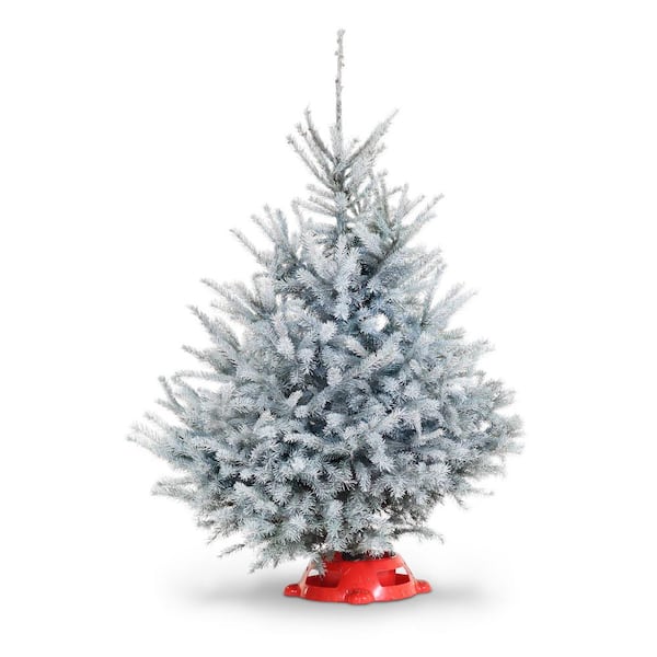 3-4 ft. Live Scotch Pine Christmas Tree with Bowl and Stand SPTS34 ...