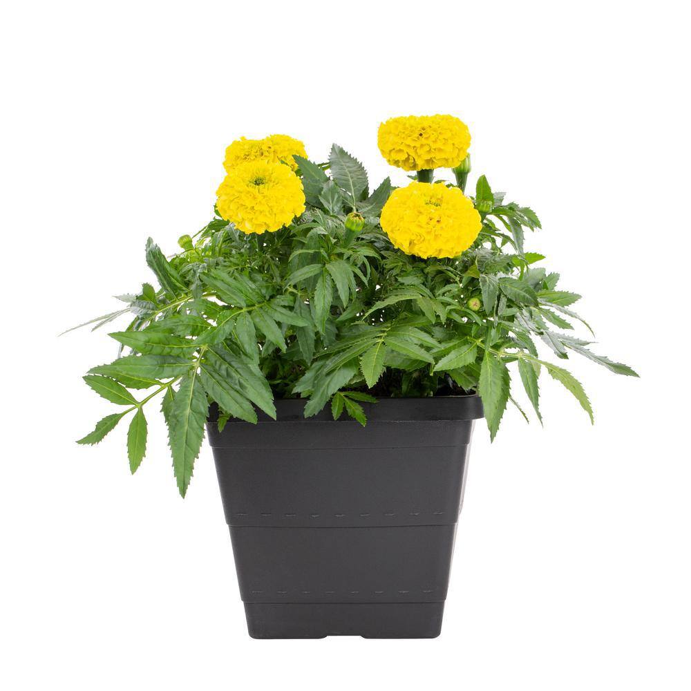 METROLINA GREENHOUSES 1 Gal. Marigold Planter Annual Plant 19134 - The ...