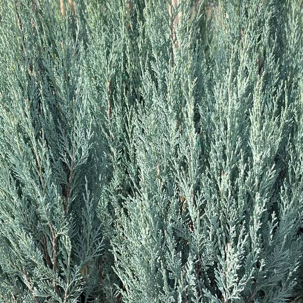 Wichita Blue Juniper Tree The Tree Center Blue Arrow Juniper Tree