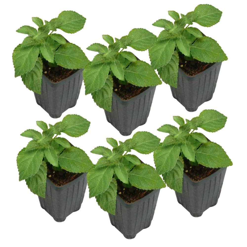 national PLANT NETWORK 2.5 in. Lantana Bloomify Rose Plant (6-Pack ...