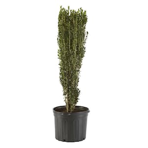 7 Gal. Steeds Upright Japanese Holly Shrub with Dark Green Foliage ...