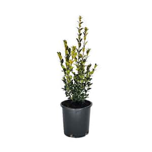 PROVEN WINNERS 2 Gal. Skybox Japanese Holly Live Shrub O47822W - The ...