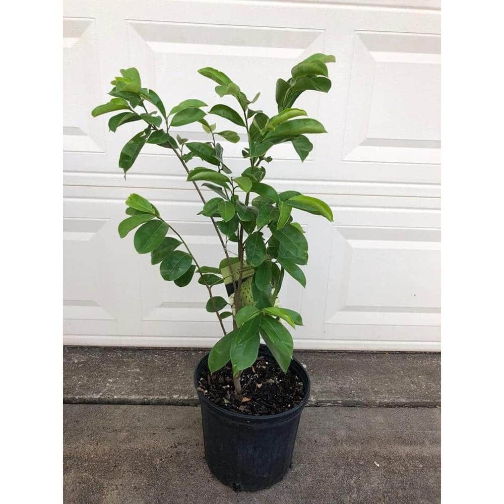 Wekiva Foliage Soursop Tree-Live Tree in a 3 Gallon Pot-Annona Muricata ...