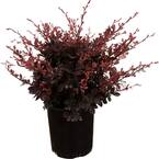 SEASON TO SEASON 2 Gal. Busy Bee Vitex Flowering Shrub with Blue ...