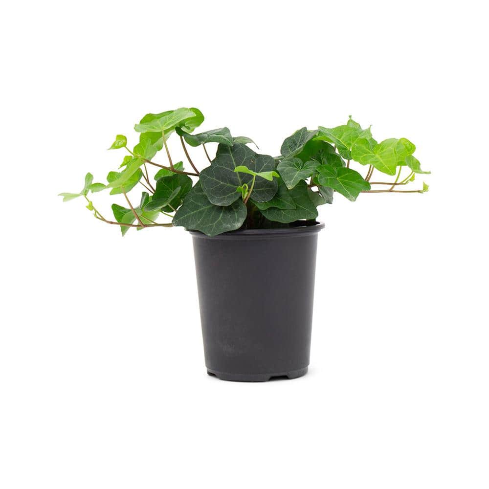 Pure Beauty Farms 1 Qt. English Ivy Plant in Grower's Pot (4-Pack ...