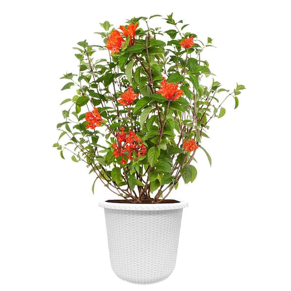PROVEN WINNERS 2 Gal. Estrellita Scarlet Firecracker Shrub in ...