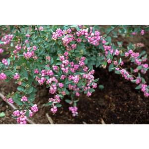 BLOOMIN' EASY Jumbo Pint Poprocks Petite Spirea (Spiraea) Live Shrub ...