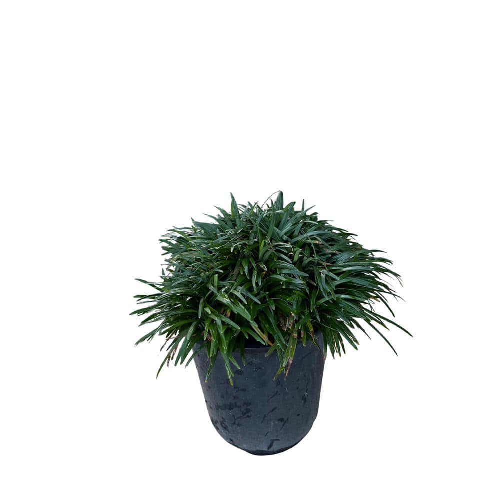 OnlinePlantCenter 1 gal. Dwarf Mondo Grass GRAS0033G1 - The Home Depot