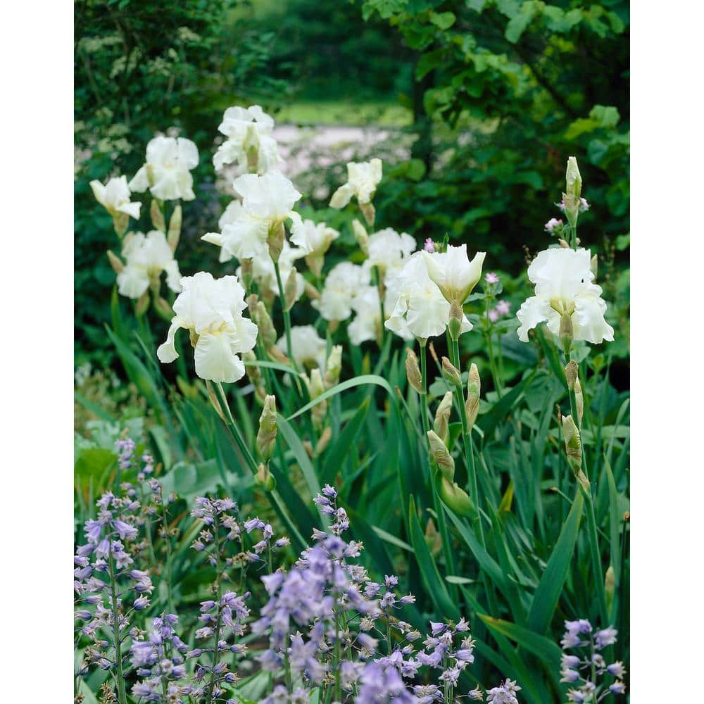 Breck's Immortality Reblooming Bearded Iris Dormant Bare Root Perennial ...
