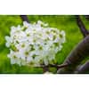 Online Orchards Redspire Flowering Pear Tree (Bare Root, 3 t. to 4 ft ...