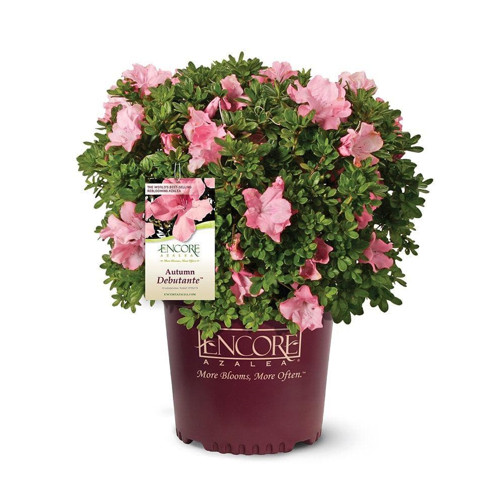 ENCORE AZALEA 2 Gal. Autumn Debutante Azalea Shrub with Reblooming Soft ...