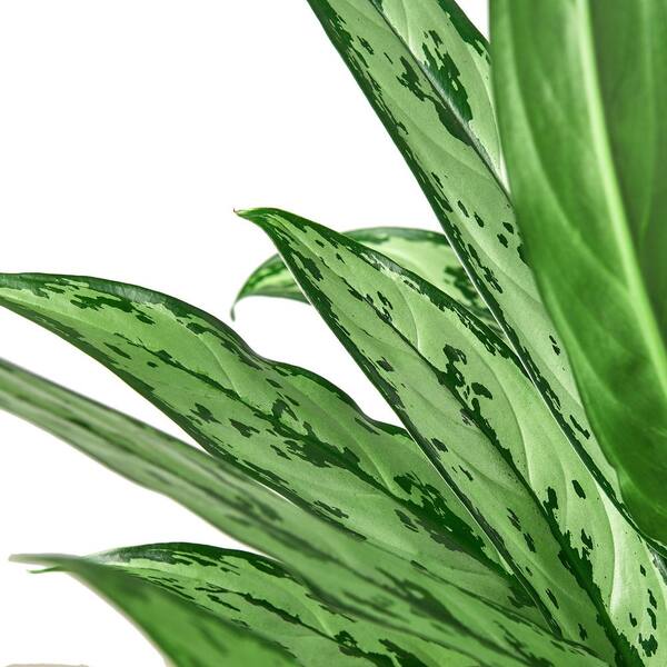 Cutlass Aglaonema Plant Care Sheet Plants Home & Hobby etna.com.pe