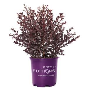 SOUTHERN LIVING 2 Gal. Copper Top Viburnum Shrub with Red to Green ...