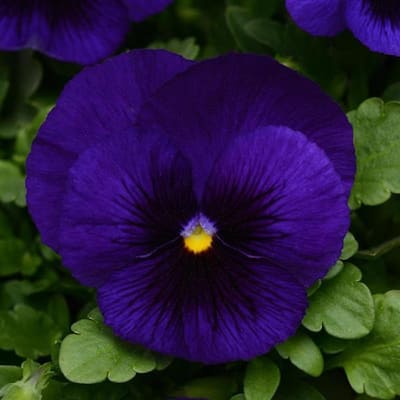 Pansy - Annuals - Garden Flowers - The Home Depot